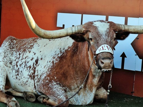 BEVO goes after UGA - Austin Black Business
